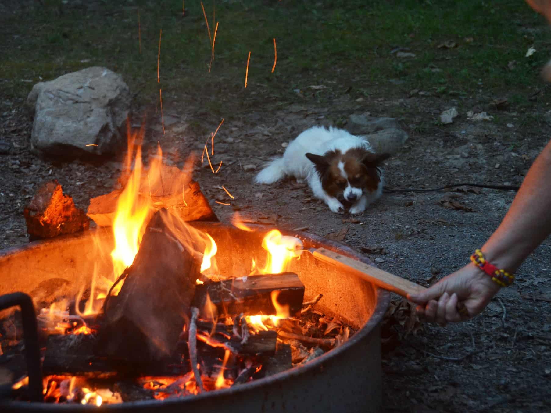 The 6 Best Dog Leashes for Camping | Camping with a Dog Safely | Deeper ...