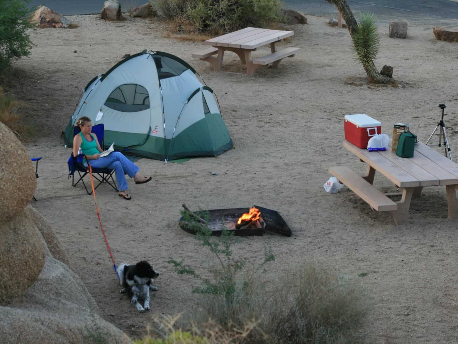 The 6 Best Dog Leashes for Camping | Camping with a Dog Safely | Deeper ...