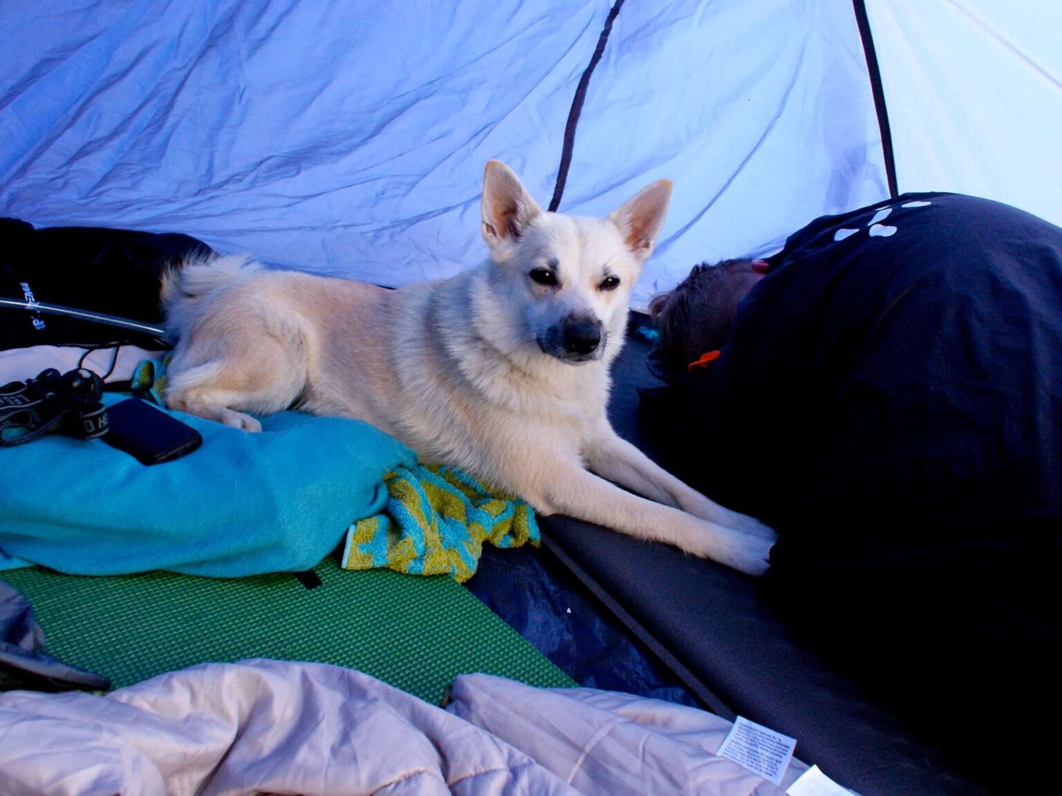 Best Tents for Camping with a Dog | Our 5 Favorites for Fido | Deeper ...