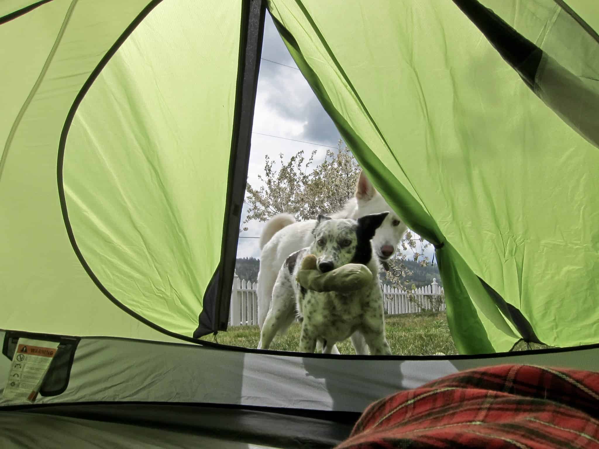 Best Tents for Camping with a Dog | Our 5 Favorites for Fido | Deeper ...